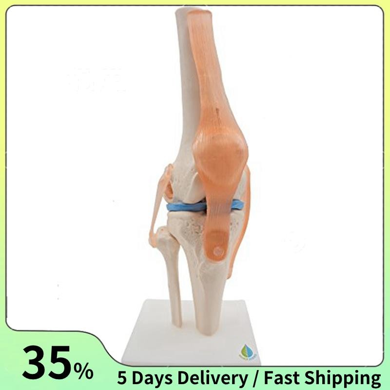 Anatomical Knee Joint Skeleton Model Human Knee Joint Teaching Model ...