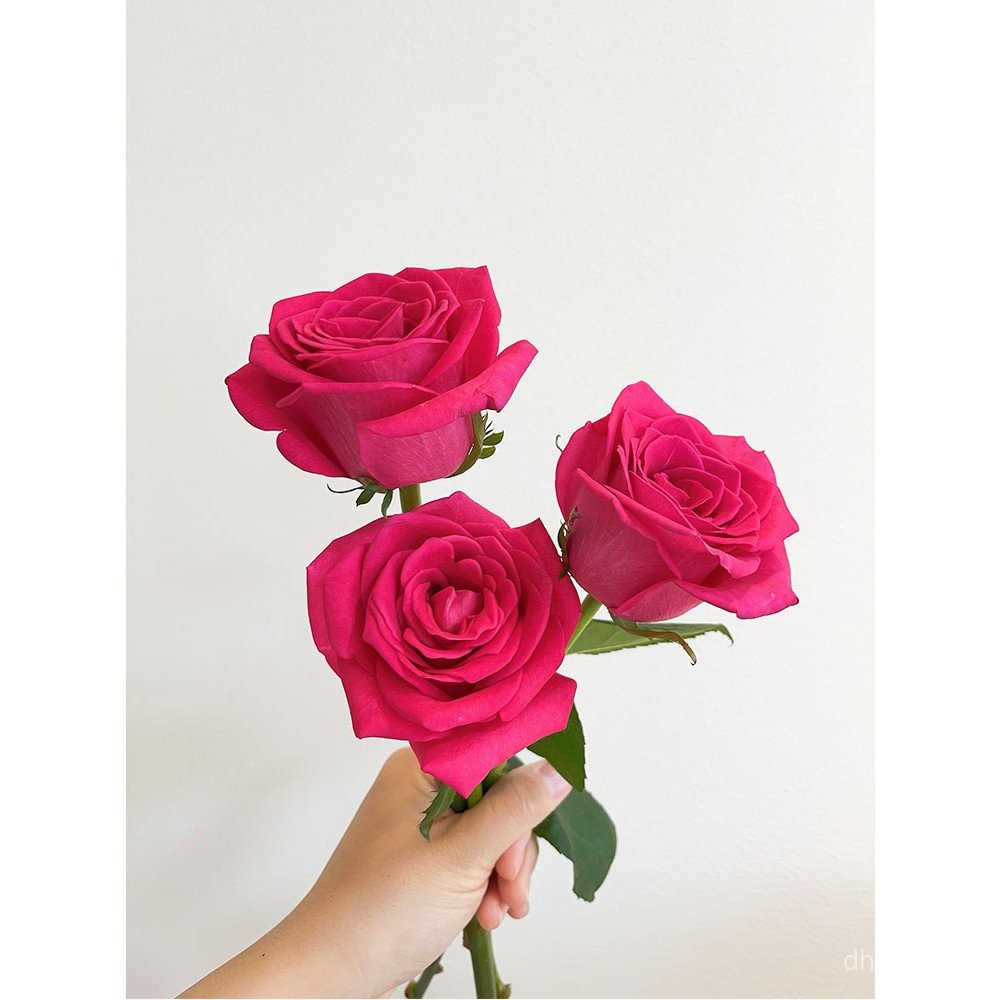 A Grade Freud Rose Fresh Flowers Lancôme Royal Ecuador Imported Yunnan ...
