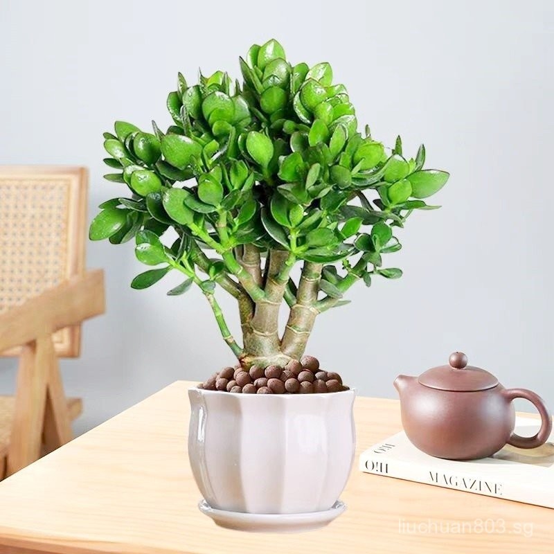 SG Hot selling [Shop Hot Sale]Old Potted Jade Tree Succulent Plant Easy ...