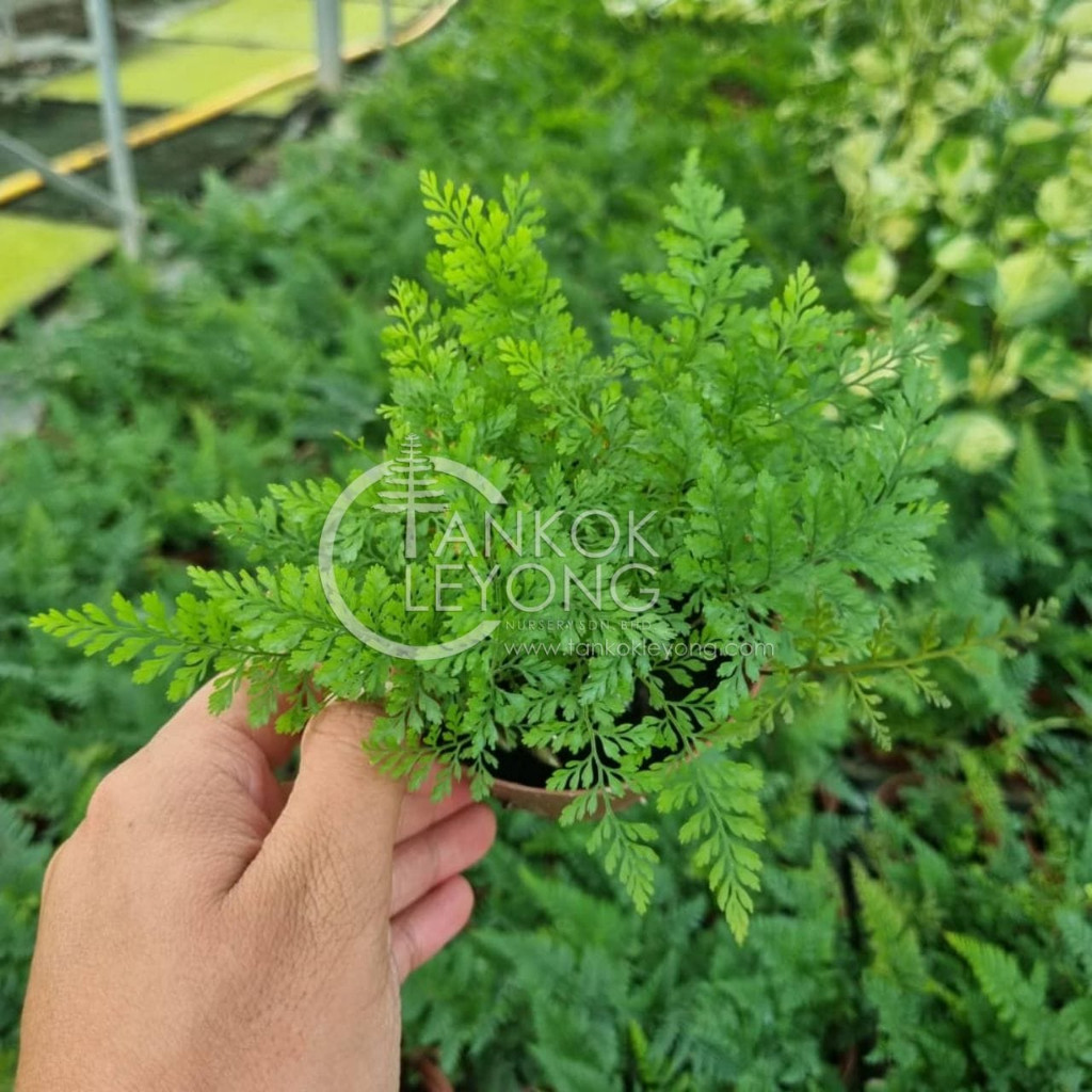 TKL - Davallia Bullata Squirrel's-Foot Fern/Rabbits Foot Fern Foxtail ...