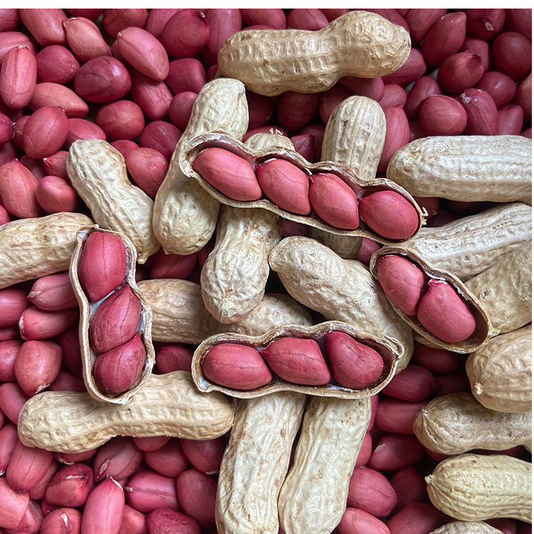 2022New Red Skin Peanut with Shell Raw Rice Four Red Clothes Peanut ...