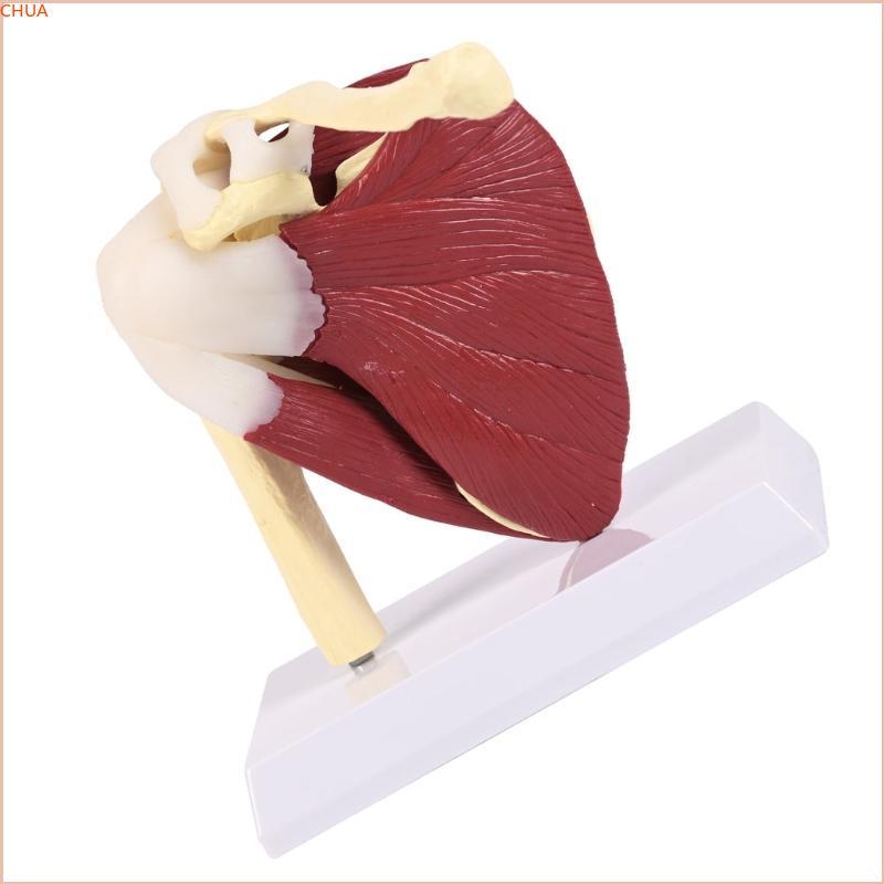 Chua Anatomical Shoulder Joint Model Realistic PVC Shoulder Joint ...