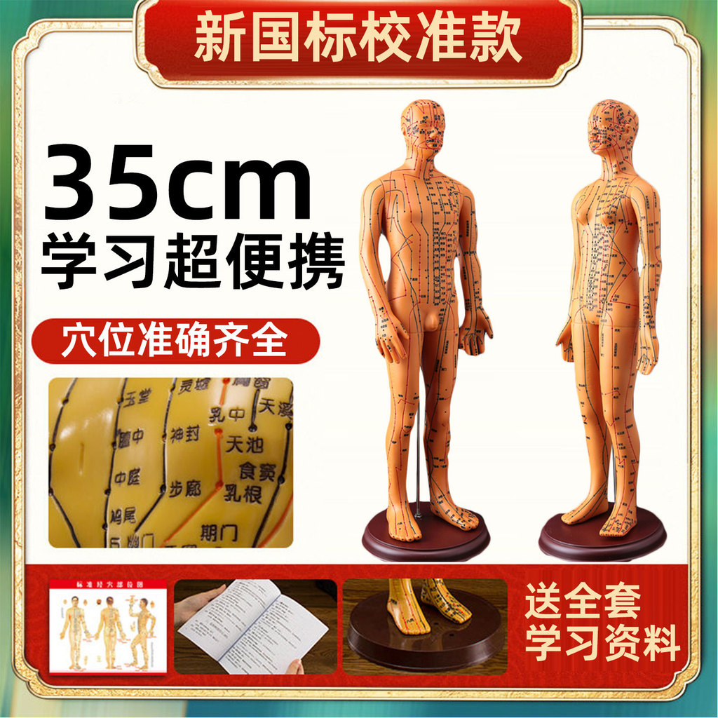 Acupuncture Human Model Acupoint Humanoid Standard Practice Needle ...