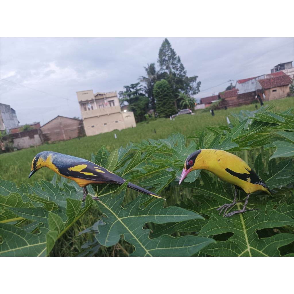 COD! JONTROT BIRD OCEHAN KEPODANG MANTAN YELLOW SIMILAR TO THE ORIGINAL ...