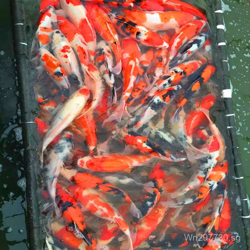 Free-Rearing Live Premium Fish Tank Feng Shui Fish Japanese Koi Koi ...