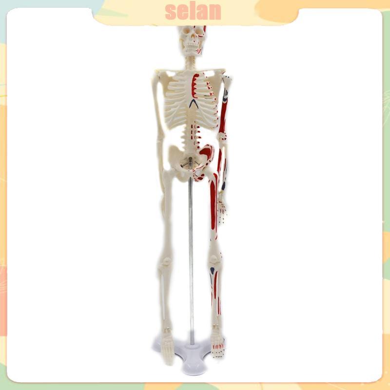 SEL 17 Inch Mini Human Skeleton Anatomy Model Science Classroom Body ...