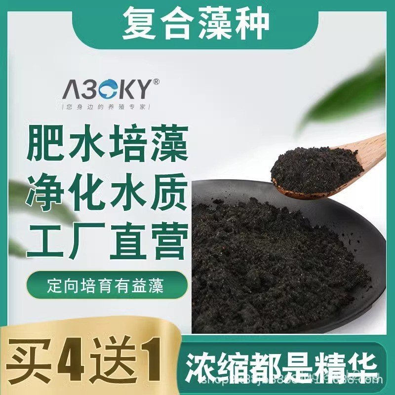 Chlorella Algae Seeds for Fish, Shrimp, and Crab Ponds Aquaculture ...