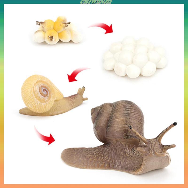 [Chiwanji1] Simulation Snail Growth Life Cycle Child Educational ...