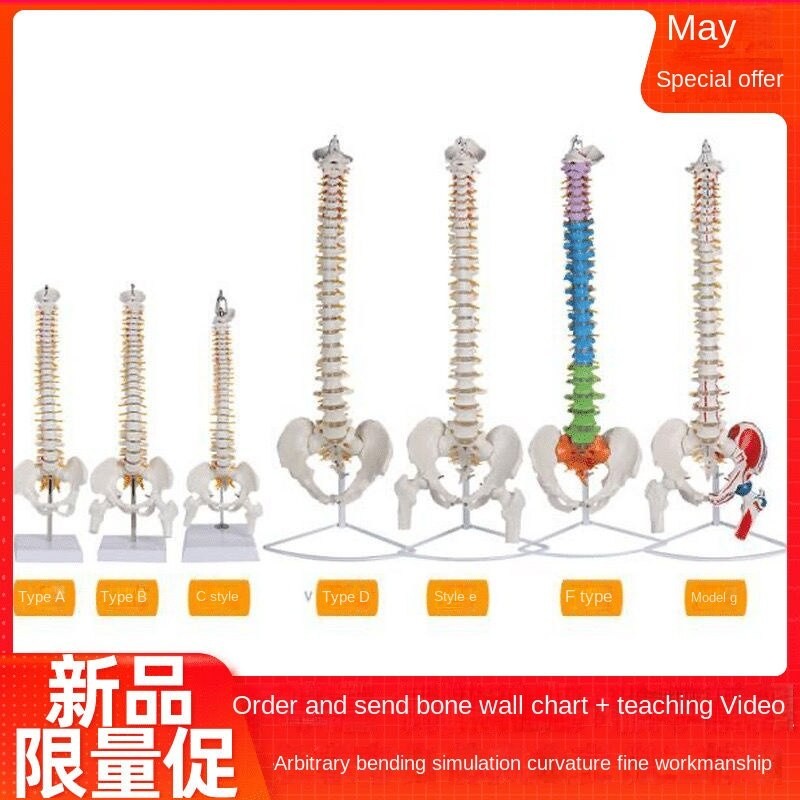 e Skeleton Model,Human Spine Model Spine Anatomical Model Medical PVC ...