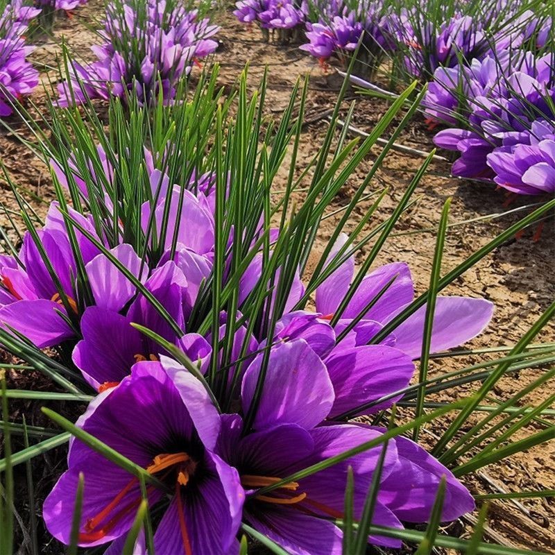 Saffron Planting Ball Saffron Medicinal Saffron Planting Ball Can Make ...