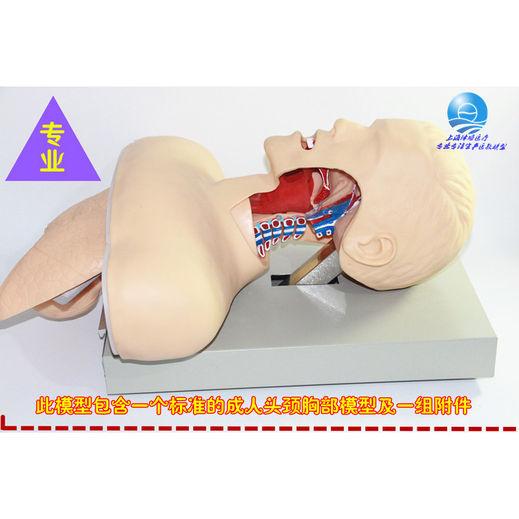 Spot Sales JY/50Human Tracheal Intubation Training Model Electronic ...