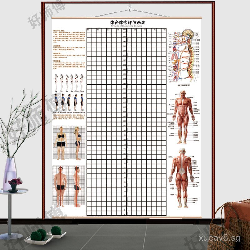 In-Stock Posture Assessment Chart Gym Wallpaper Yoga Studio Traditional ...