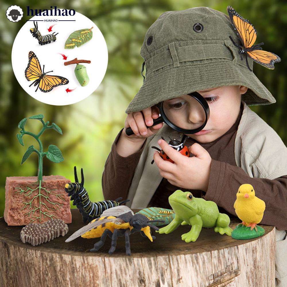 HUAIHAO Educational Life Cycle Toys Realistic Animal Models Collection ...