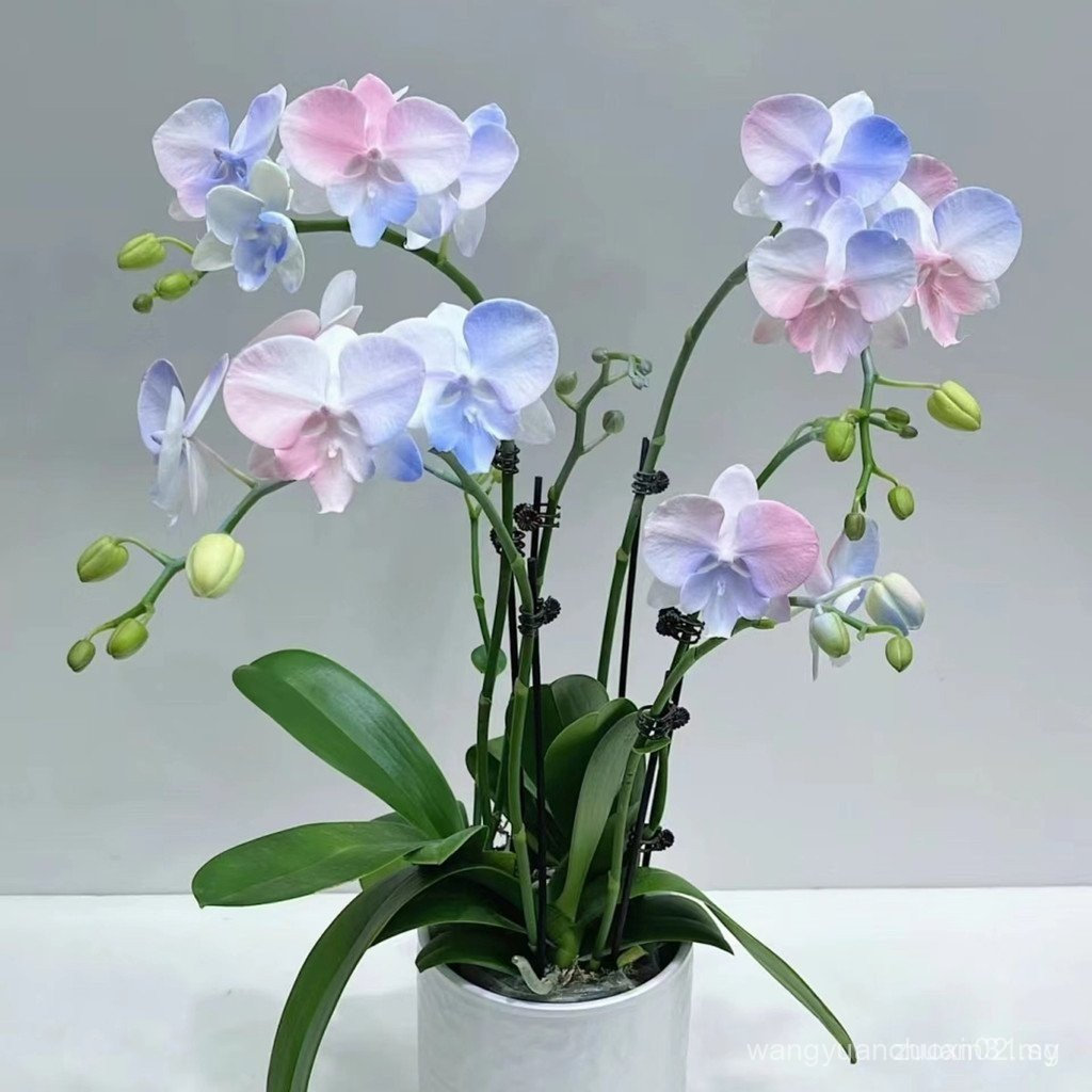 Sg Phalaenopsis Living Room Indoor Potted Plants Native Phalaenopsis ...