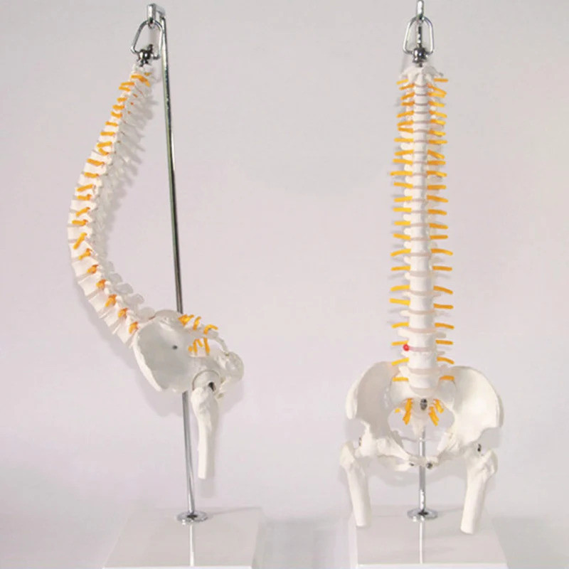 45cm 1:1 Flexible Lumbar Bend Spine Model Humans Skeleton Model with ...