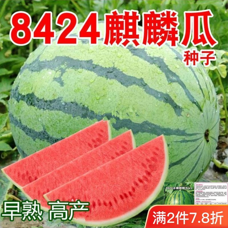 8424 Kirin Less Seed Watermelon Seed Seedless Extra Large High-Produced ...