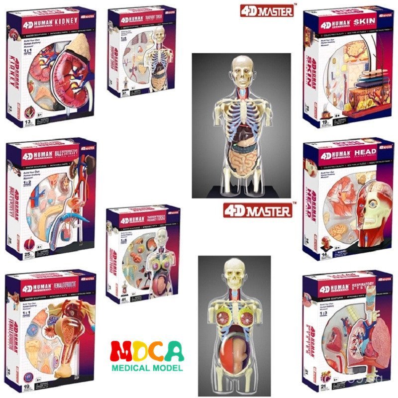 Anatomical Human Body4D Toy MASTER Skin Internal Organs Puzzle Model ...