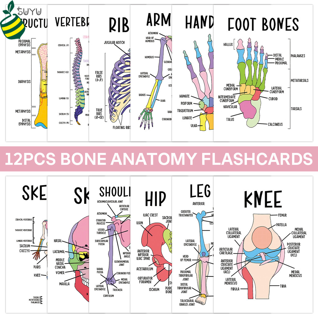 12 Pcs Human Anatomy Flash Cards - Bone Structure, Hand, Foot, Knee ...