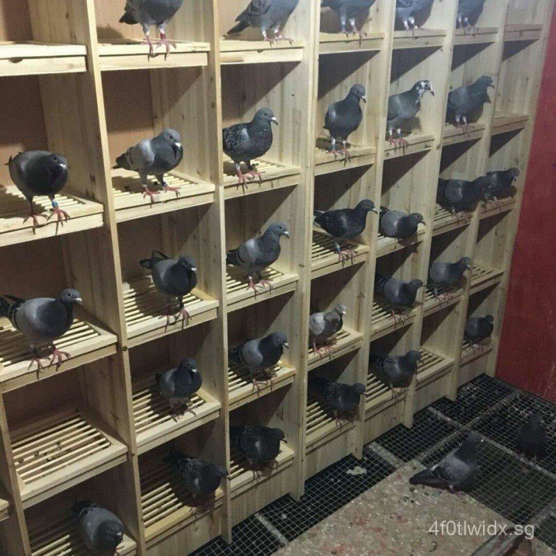 Luo f Pigeon Combination Nest Box Racing Pigeon Cage Wooden Pigeon ...