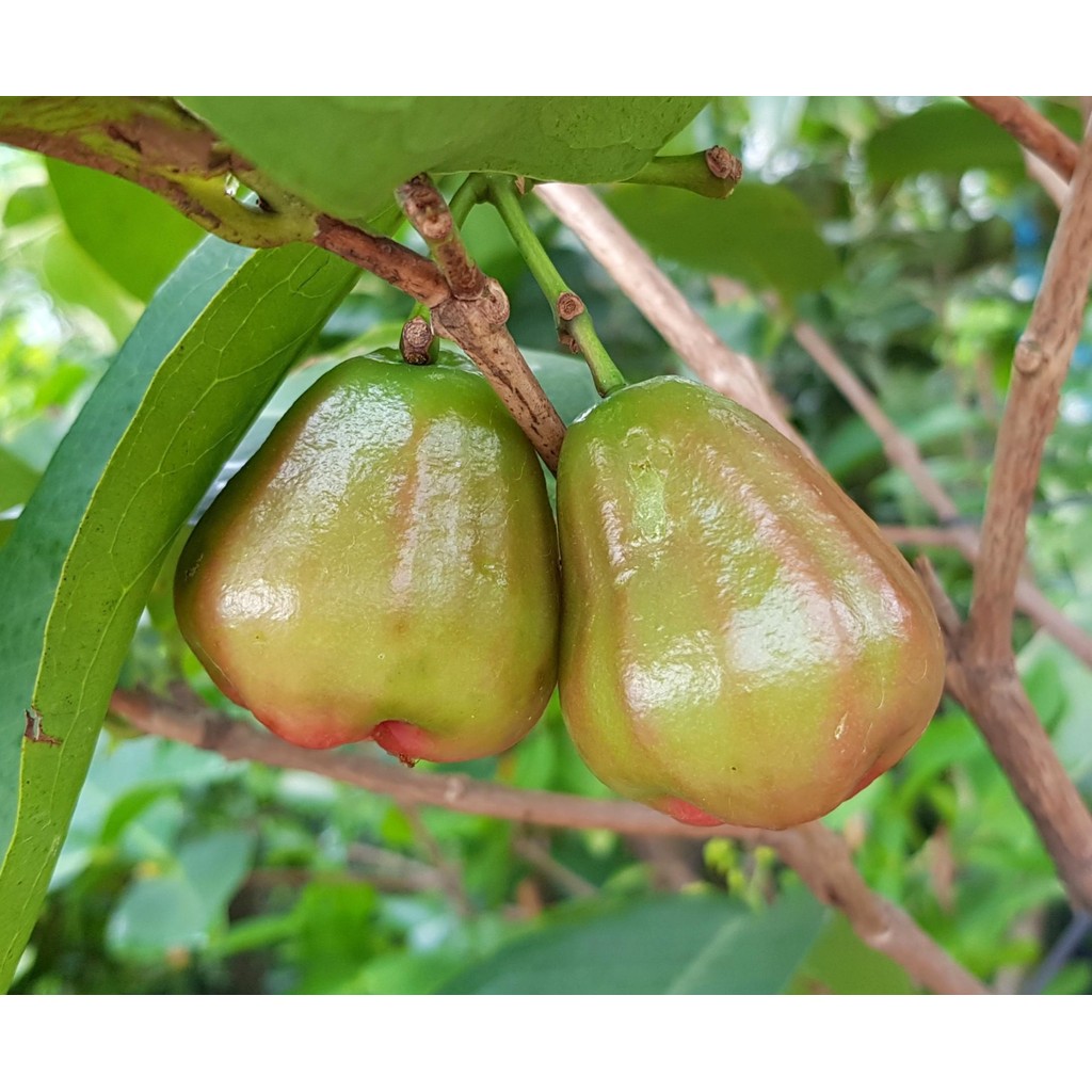 Syzygium aqueum plant in pot (Jambu Air, ⽔翁) – 0.7 to 0.9m Height ...