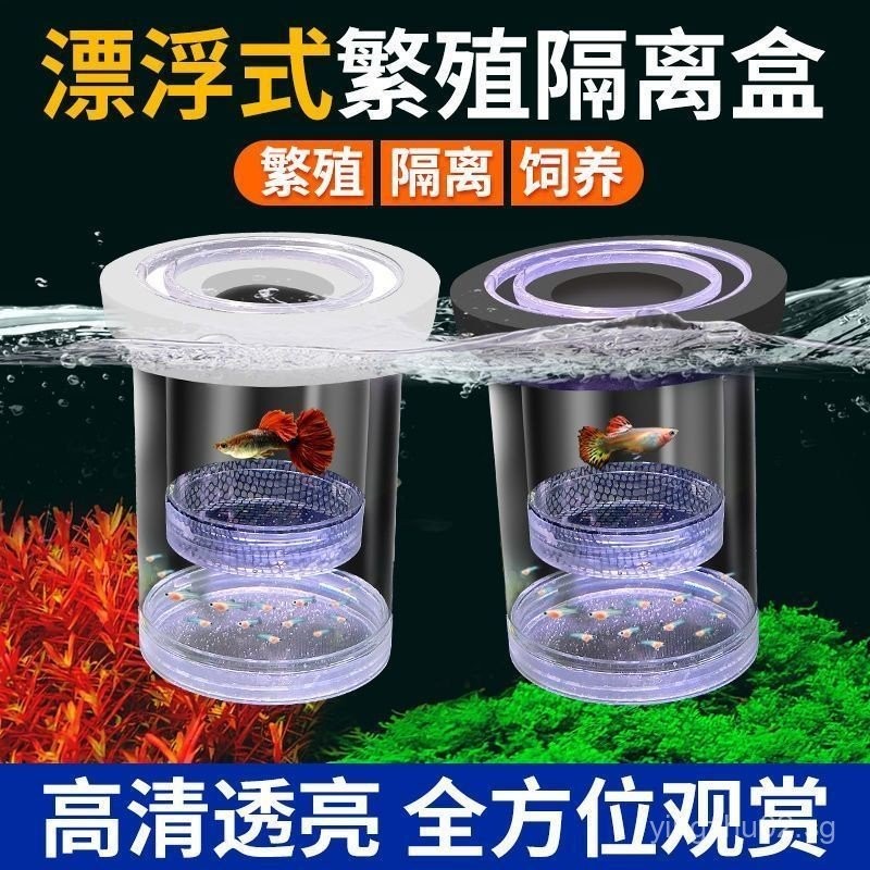 sg Guppy Breeding Isolation Box, Betta Fish, Pregnant Mother Fish, Live ...