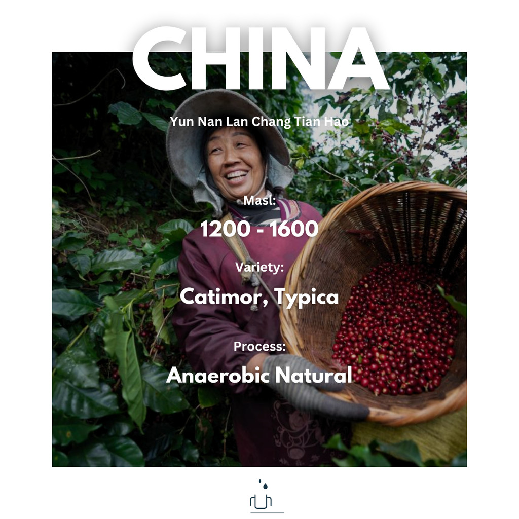 Yun Nan Lan Chang Tian Hao - Anaerobic Natural | Shopee Singapore