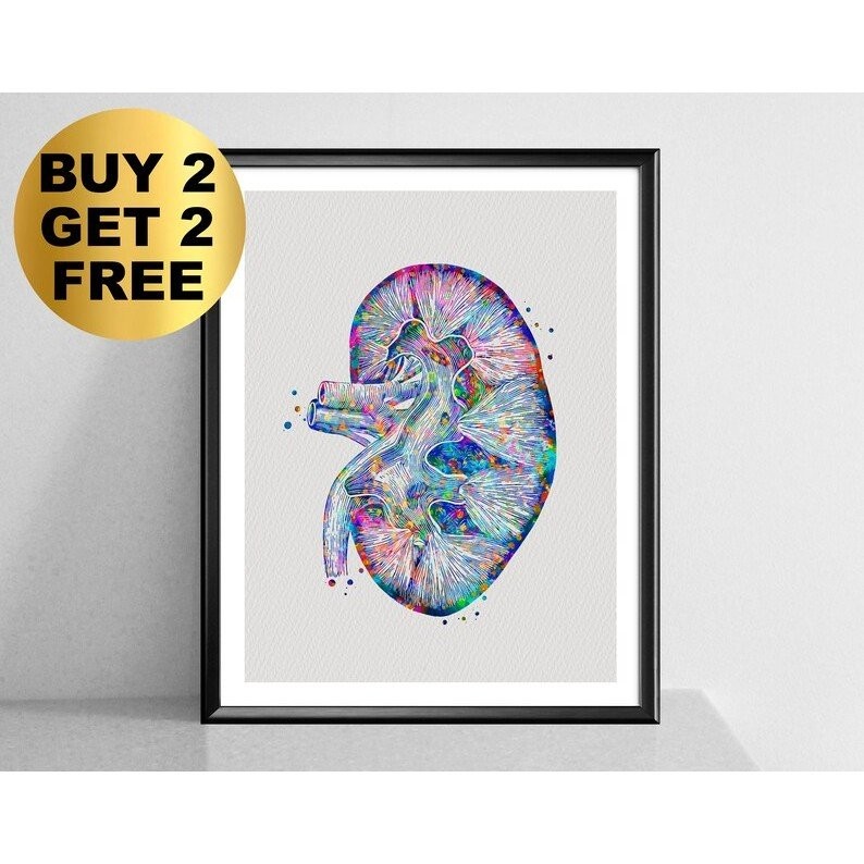Kidney Expert Gift Anatomy Kidney Art Watercolor Kidney Poster Medical ...