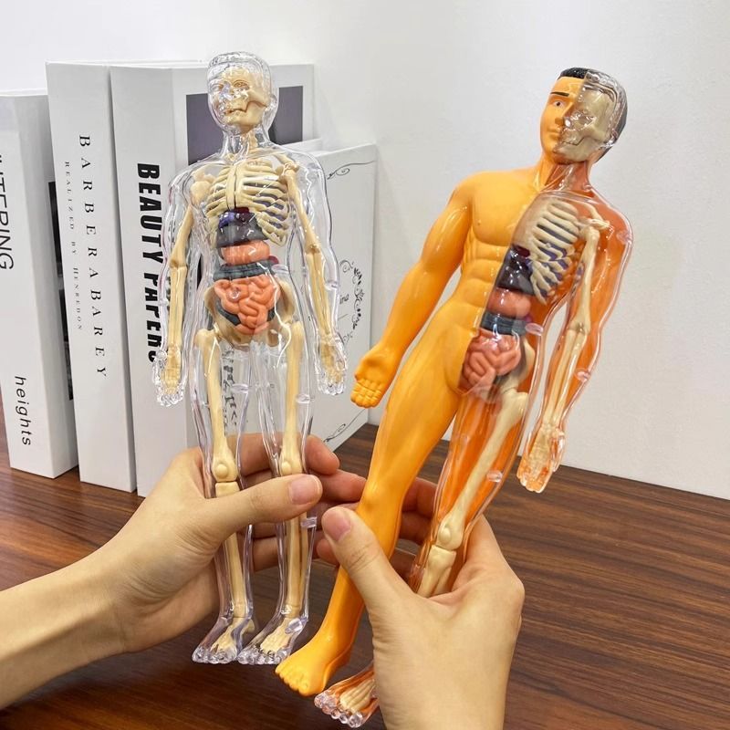 Human Body Structure Model Organ Bone Detachable Assembly Biological ...