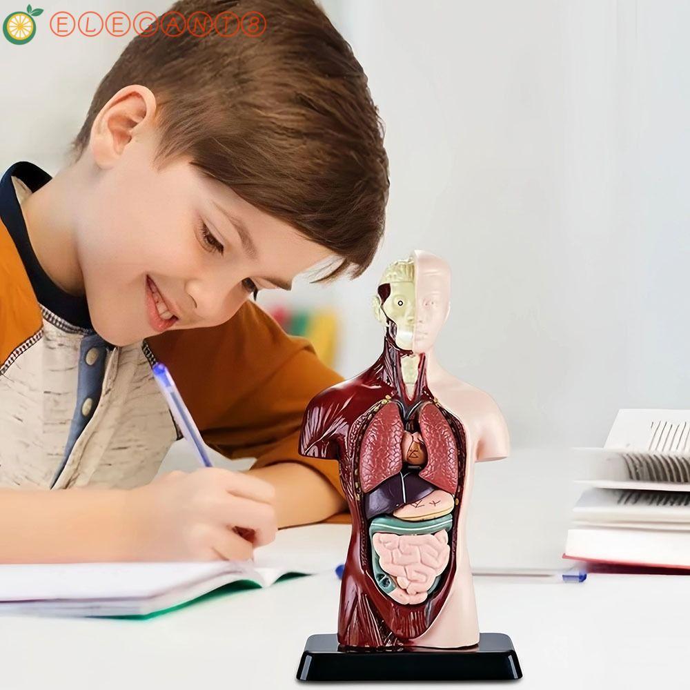 AELEGANT Human Torso Anatomy Model, Montessori Plastics Human Body ...