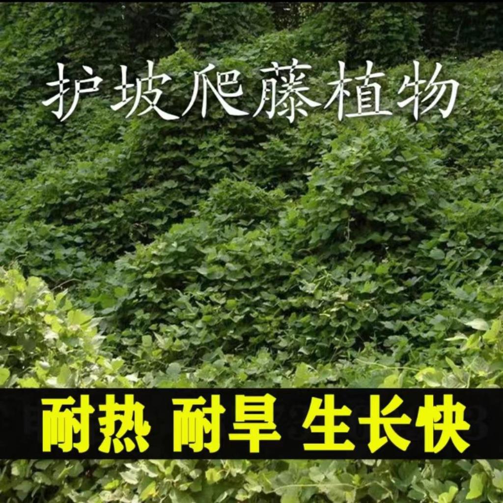 Grass Seeds Mountain Climbing Tiger Big Flower Morning Tiger Oil Hemp ...
