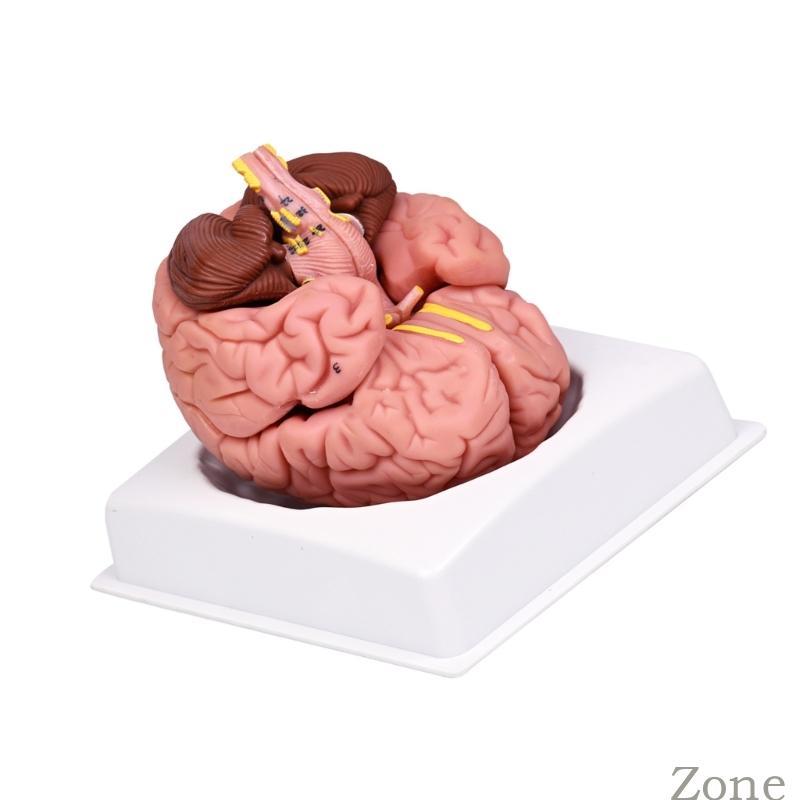 ZONG Life Size Interactive Brain Model for Anatomy Teaching Featuring ...