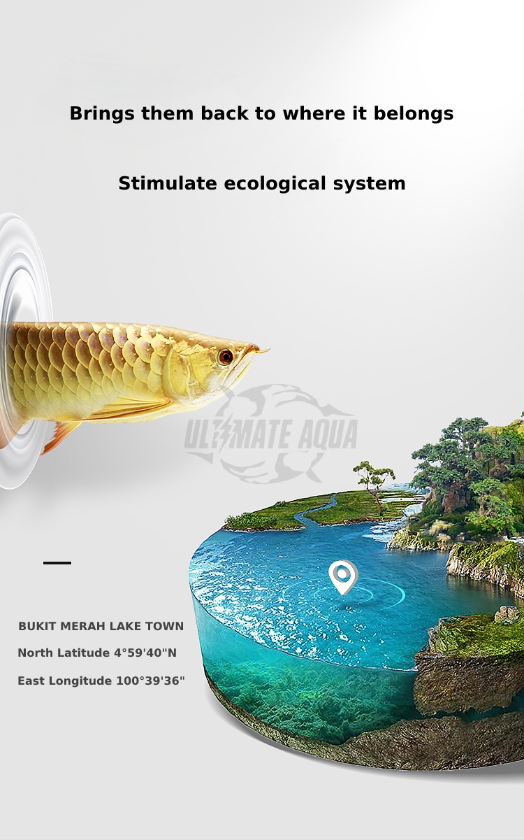 Yee NEC Arowana Tanning Light, Aquarium Light, Body Color Booster ...