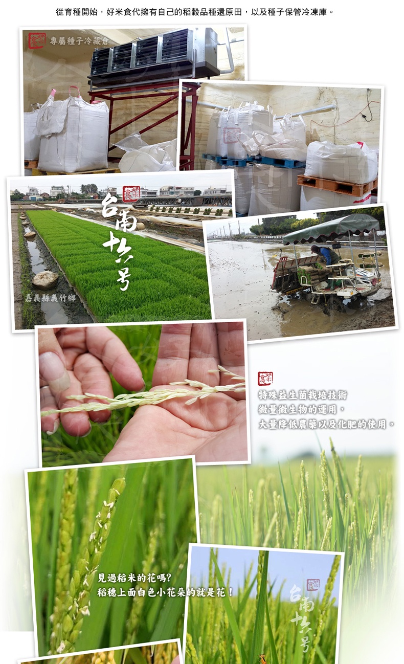 Box Purchase 6 Packs Probiotics First Cultivation Class Rice Taiwan ...