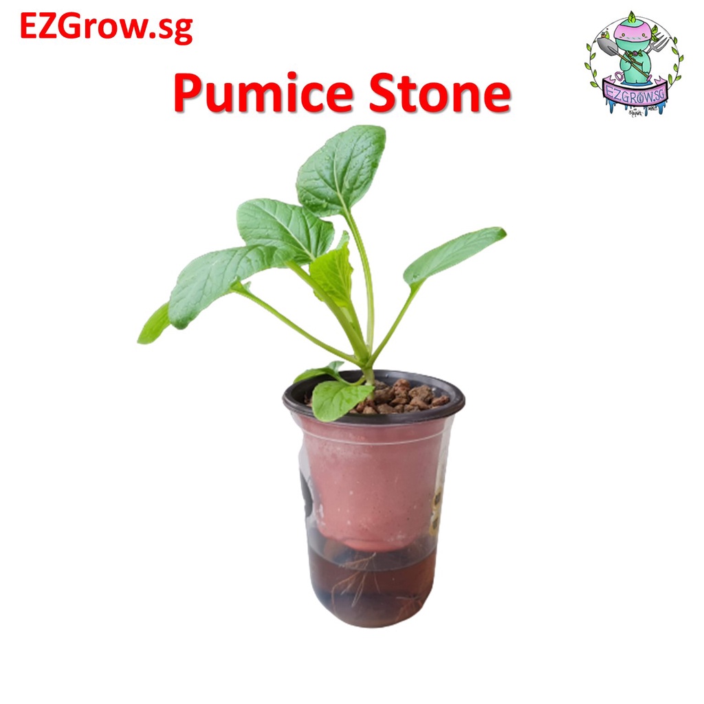 Pumice Stone Light Stones Good Drainage | Hydroponics (fr SG) | Shopee ...