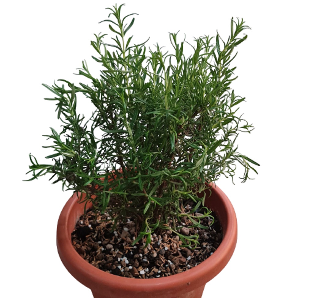 10 Rosemary (Primed) Seeds | Faster Germination Seeds | Non GMO ...
