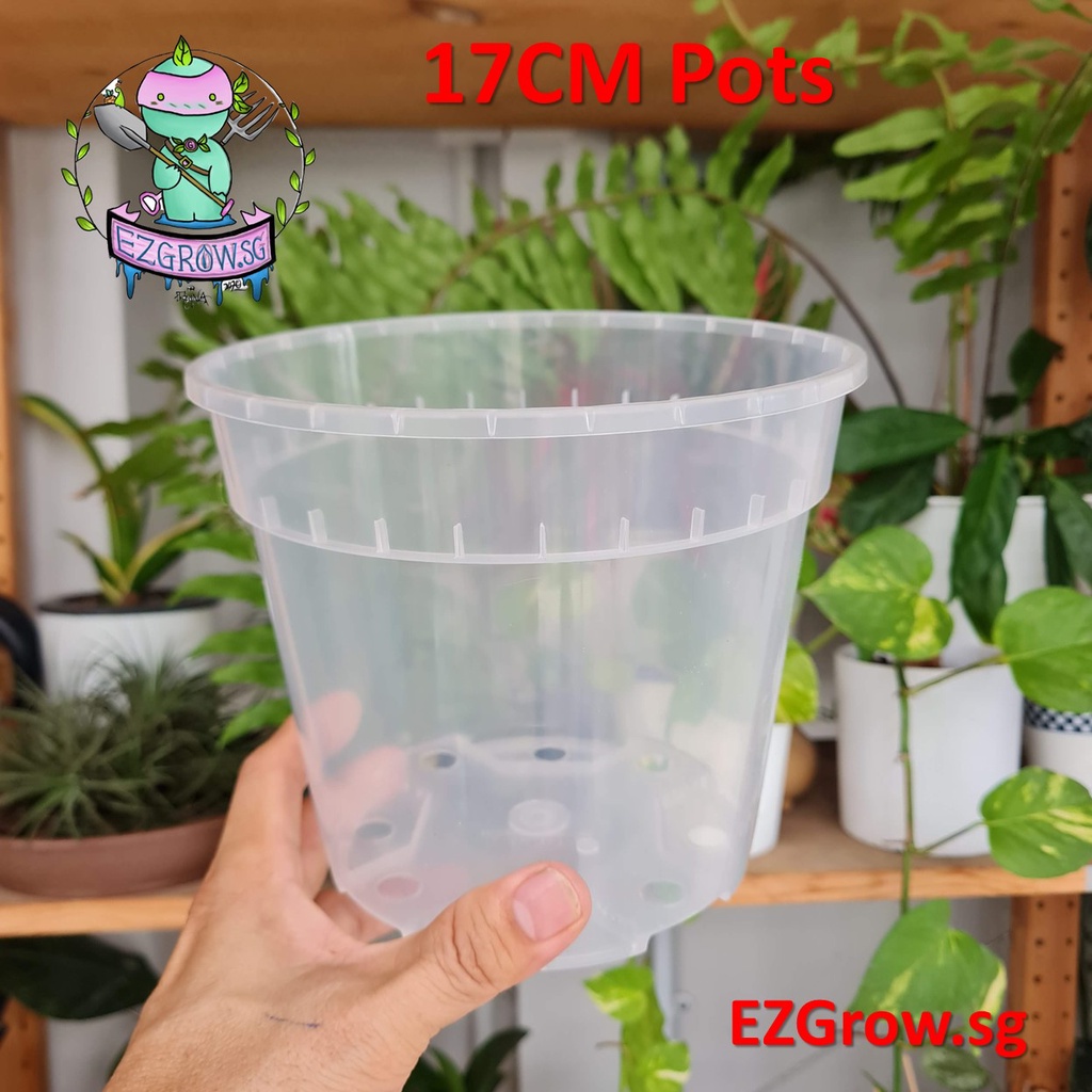 Transparent Pots for Plants | Home Gardening Pots | EZGrow.sg (SG stock ...
