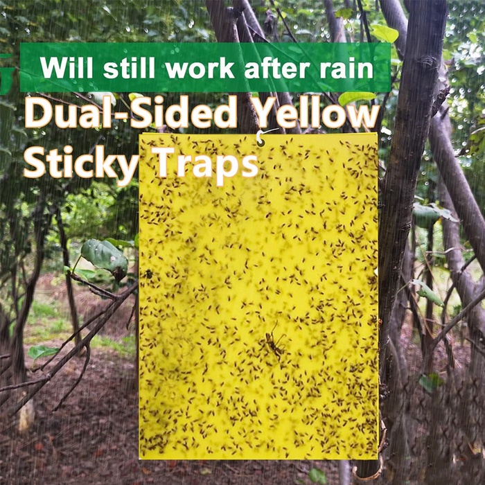 Pelekat serangga Double-Sides Yellow Sticky Trap Flies Trap Insect ...