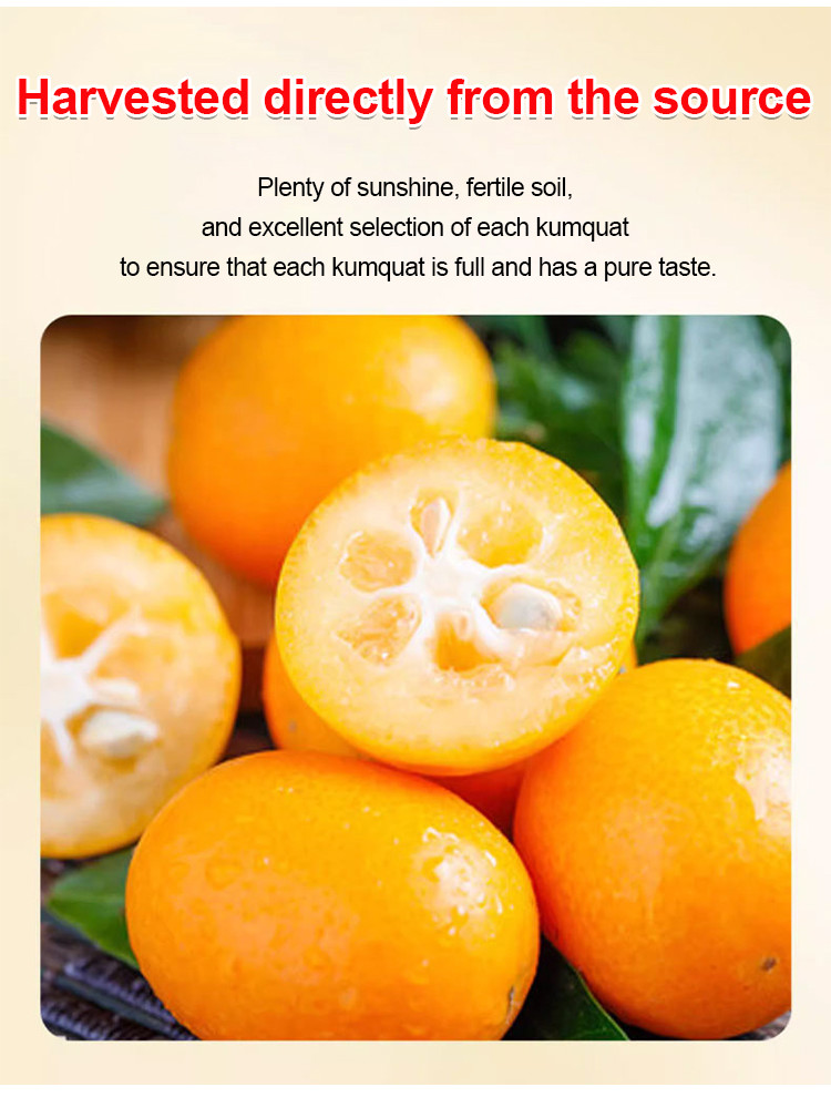 【Relieving cough and reducing phlegm】Dried licorice kumquat Healthy ...
