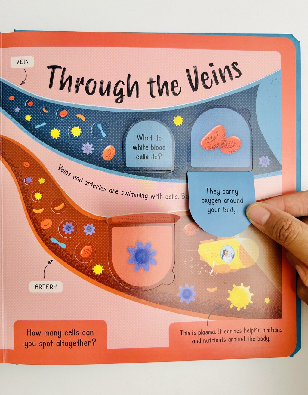 Human Body Adventure Lift The Flap Educational Book For Kids To Learn ...
