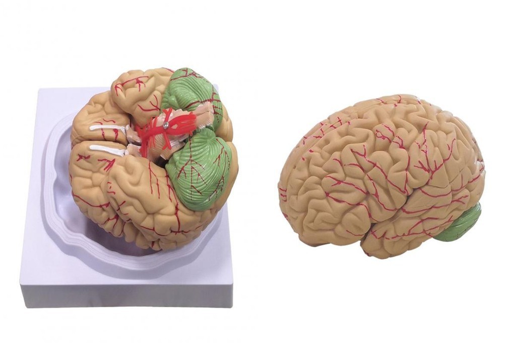 Human Brain Model Simulation 8-Part PVC Life-size Anatomy Teaching Tool ...