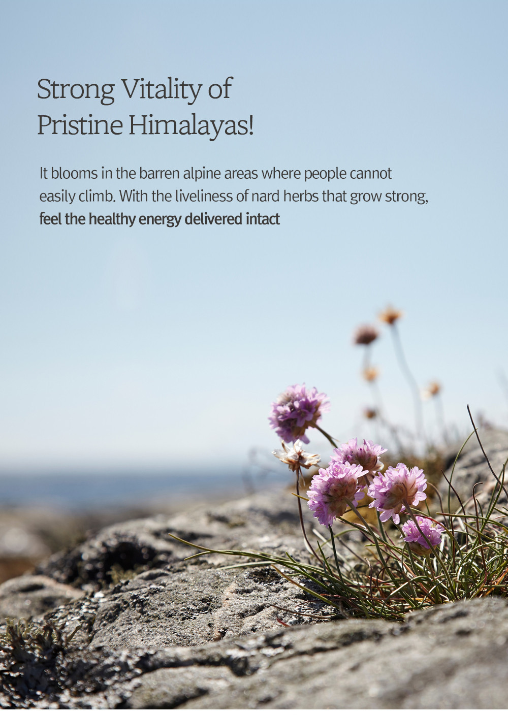 [NARD] Shampoo for All Hair Types 500ml/1000ml - Deep Cleansing ...