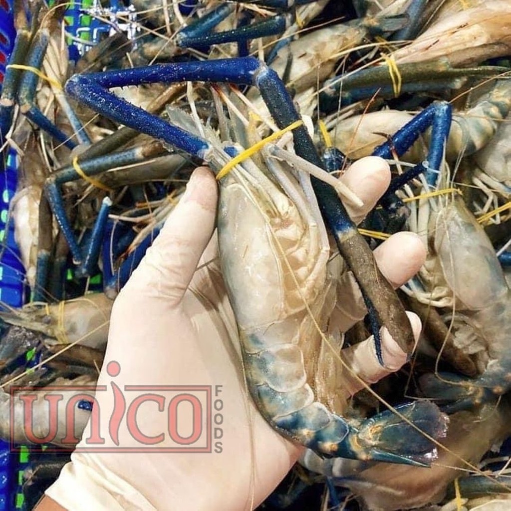 [UNICOFOODS] U10/ U15 Big Head Prawn (1kg) | 大头虾 | Shopee Singapore