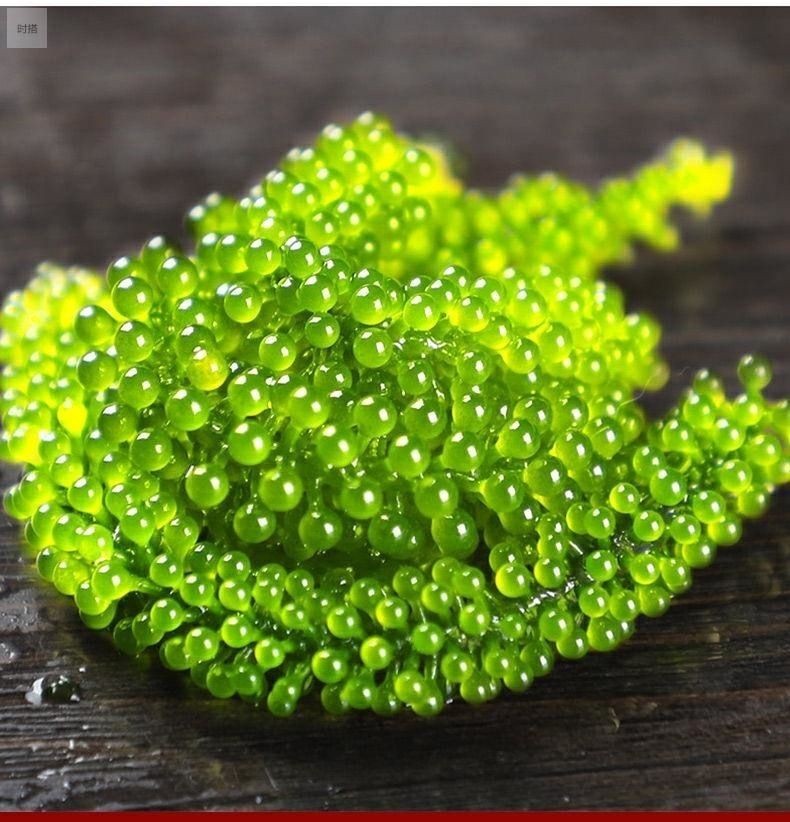 ZEJUN Salted Sea Grape 100g Kelp Shredded Fresh Instant Seaweed ...