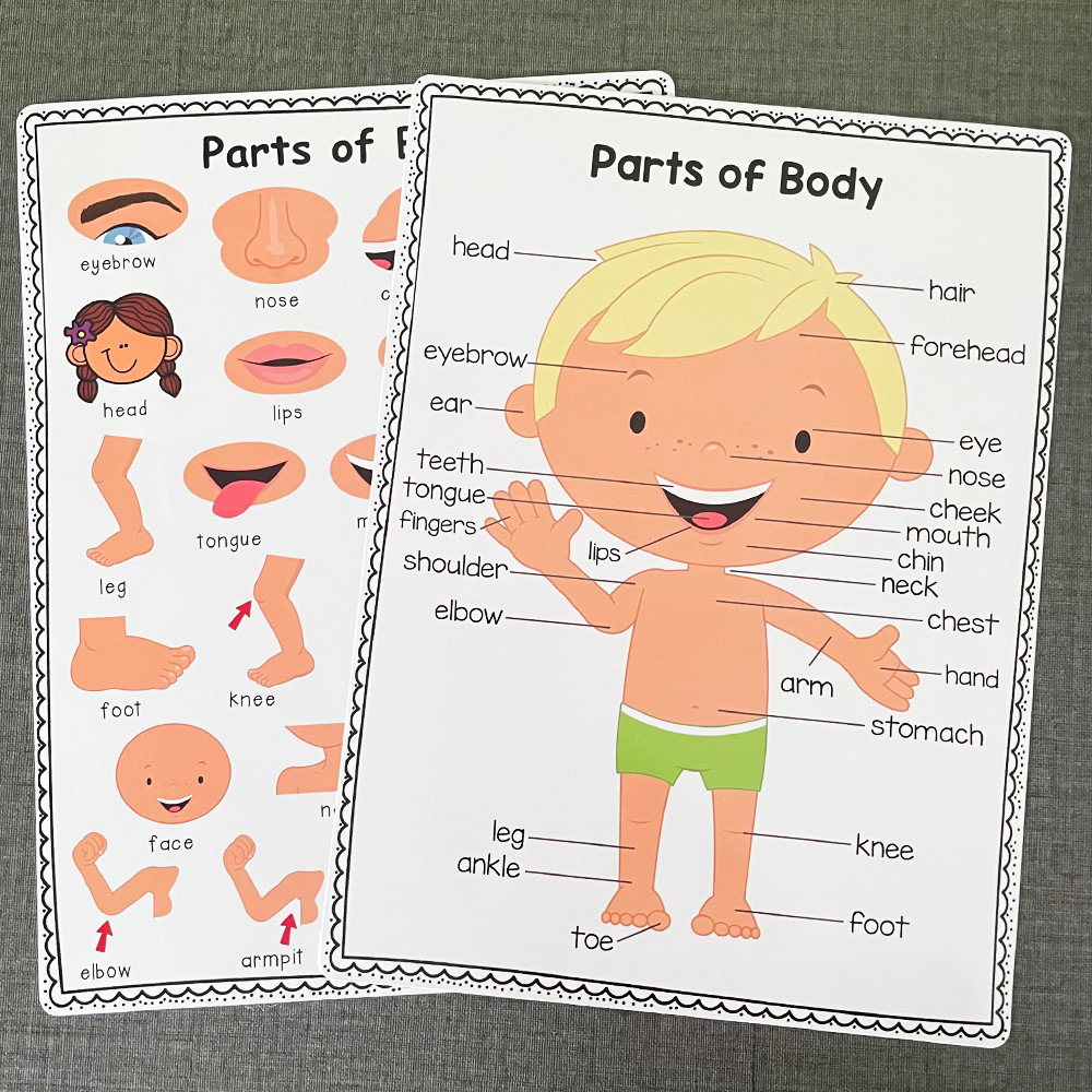 2 pcs Educational Posters,learning Body Parts Posters for kid,Preschool ...