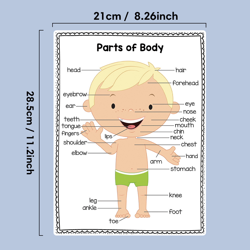 2 pcs Educational Posters,learning Body Parts Posters for kid,Preschool ...