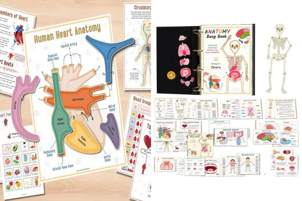 Educational Human Body Book Kids Anatomy Busy Book Interactive Anatomy ...