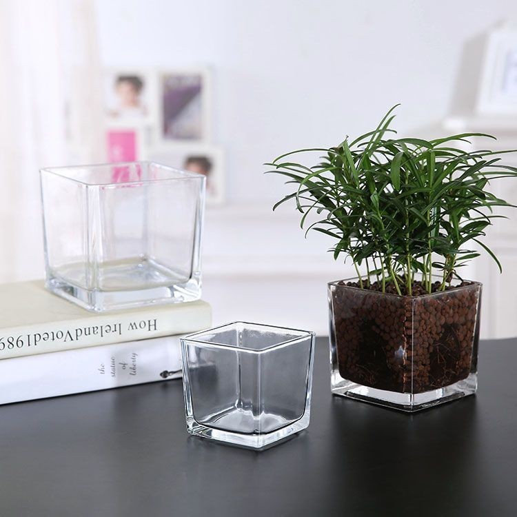 Glassware Transparent Square Vat Green Radish Hydrocotyle Hydroponic ...