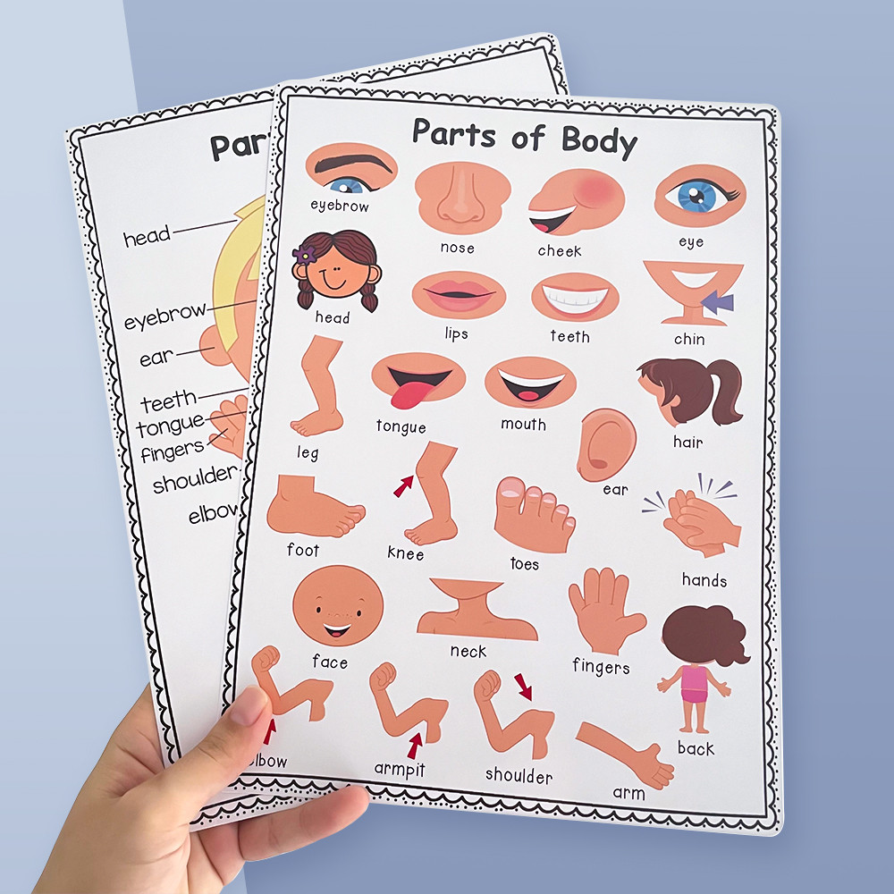 2 pcs Educational Posters,learning Body Parts Posters for kid,Preschool ...