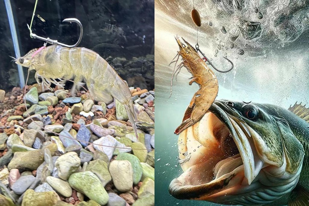 Freshwater Fishing Hook Multi-functional Fish Hooks 10pcs Live Shrimp ...