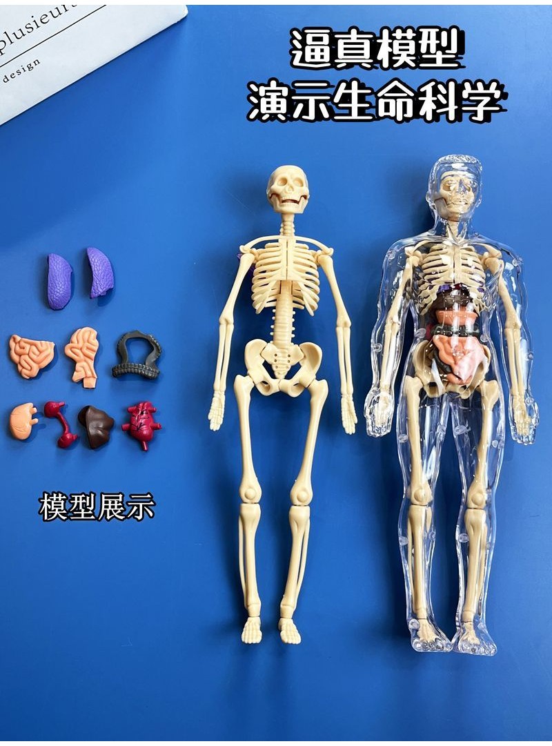Taiwan Shipment Human Organ Toys Skeleton Model Simulation Medical ...